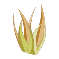 Pelo de rata bontariana - Pelo - Ressource - Enciclopedia DOFUS ...